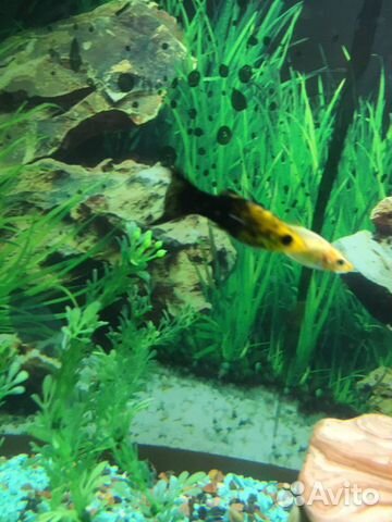 Аквариумные рыбки моллинезия