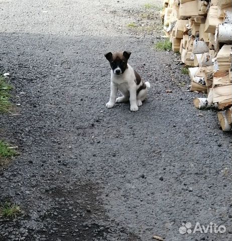 Щенок помесь лайки