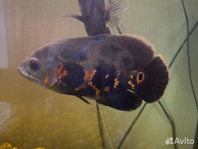 Астронотусы