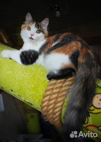 Кошка