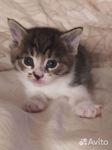 Котенок три цвета, девочка