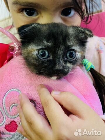 Котята вислоухие