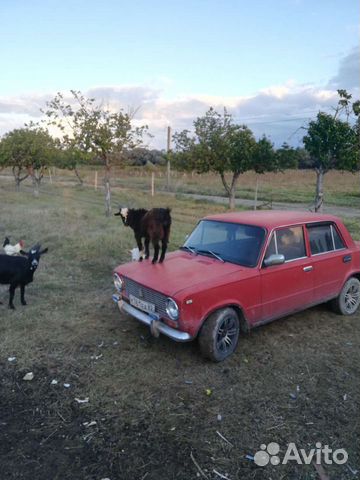 Нубийский козлик