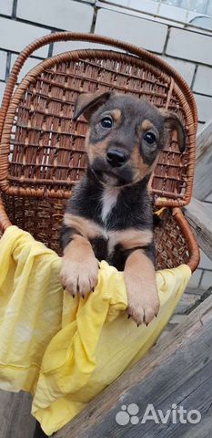 Собака в добрые руки щенок