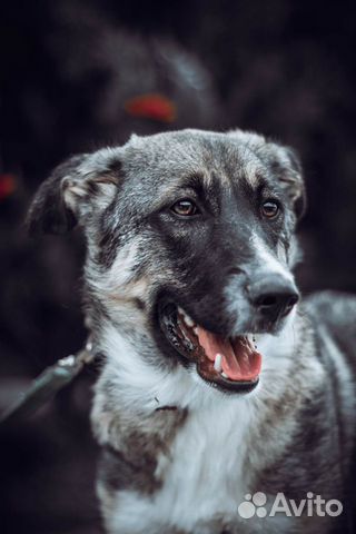 Тесса щенок ищет дом