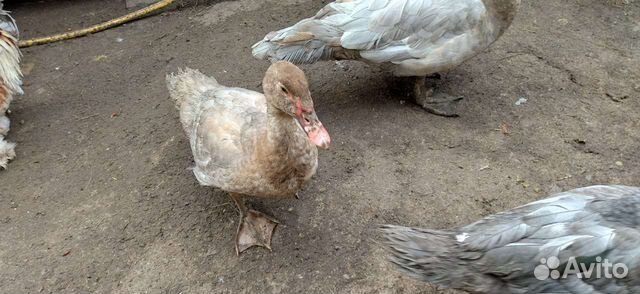 Утки Франтуз