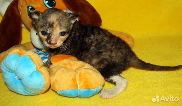 Трёхцветная кудрявая уральский рекс