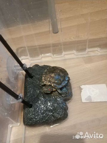 Красноухая черепаха