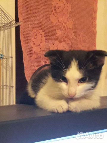 Кошка в дар