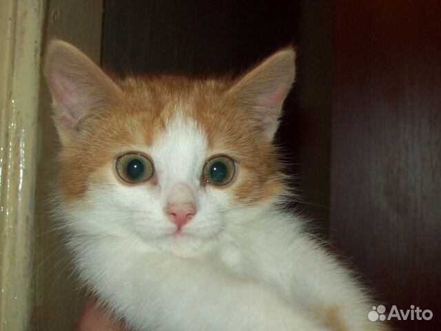 Рыжий котенок ищет дом