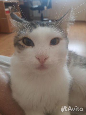 Отдам кота в добрые руки