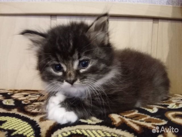 Котенок