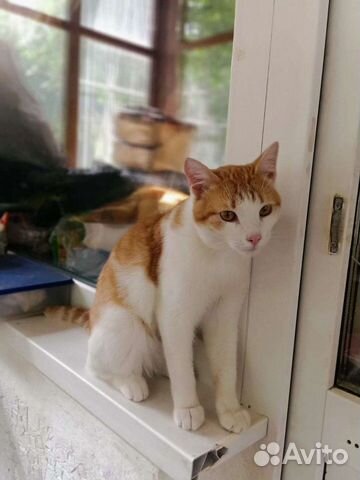 Кошки в добрые руки