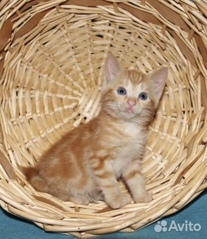 Мраморная рыжая котенок Яся 1,5 мес. в дар
