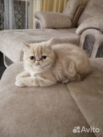 Котята экзоты