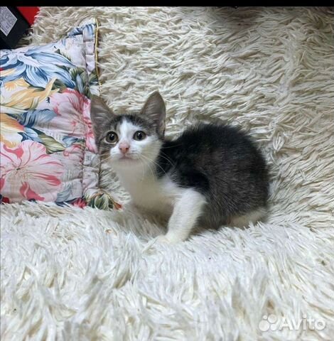 Малышка Агава в добрые руки