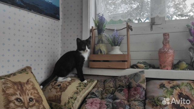 Котенок Маркиз-Джани в добрые руки