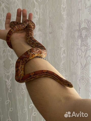 Маисовый полоз, змея