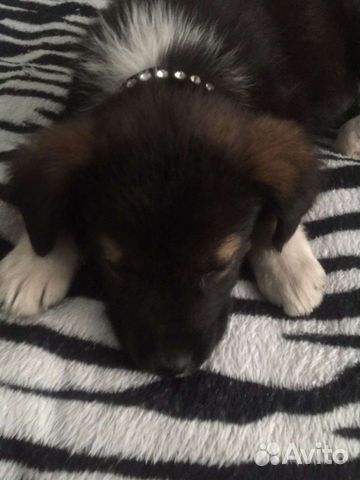 В добрые руки. Милый щеночек потеряшка, кобель