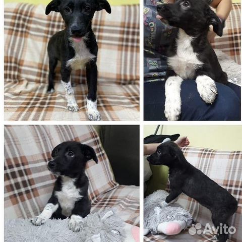 Щенок небольшой собаки Понка