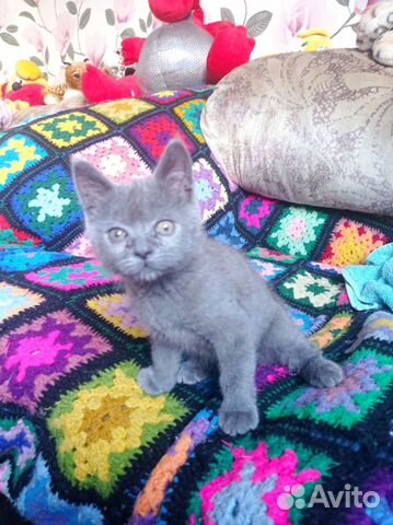 Кошки в добрые руки бесплатно