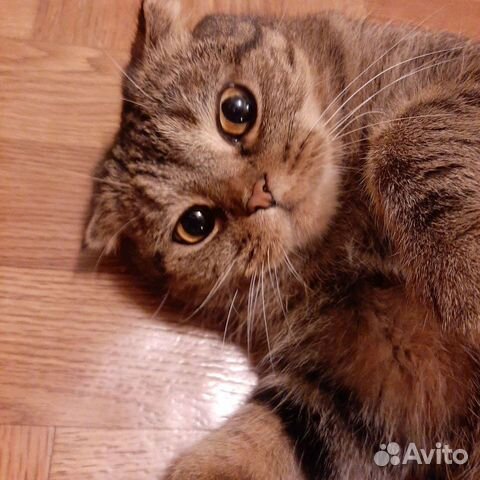 Кот в дар бесплатно