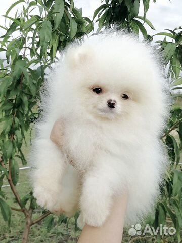 Померанский шпиц медвежьего типа