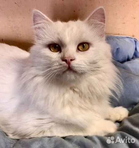 Ангорский кот в добрые руки