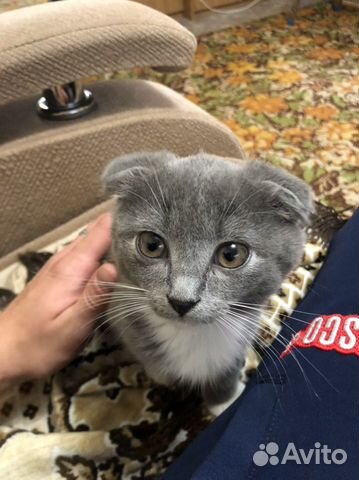Вислоухий котенок
