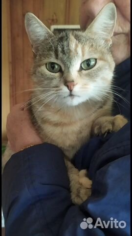 Кошечка (девочка 1,5 года)