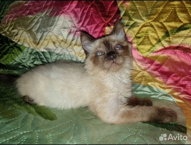 Тайский котенок
