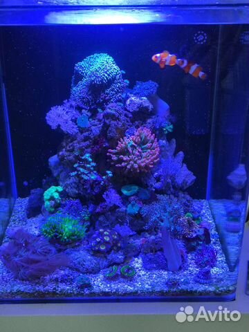 Морской аквариум