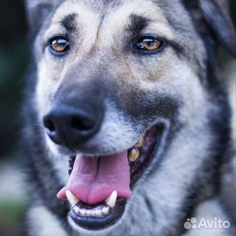 Собака в добрые руки