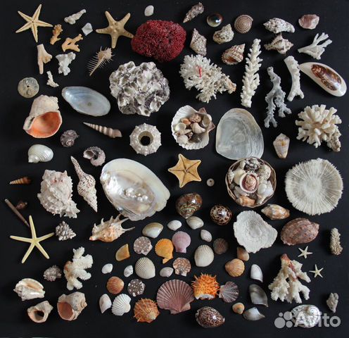 Ракушки кораллы морские звёзды гребешки морской ёж