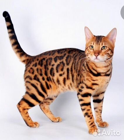 Бенгальская