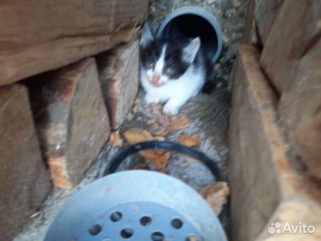 Котята 2-3 месяца