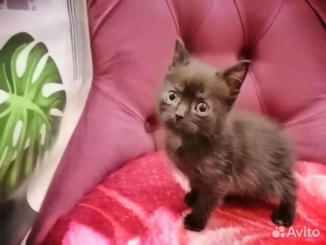 Котёнок черно-бурый с белыми шерстинками в добрые
