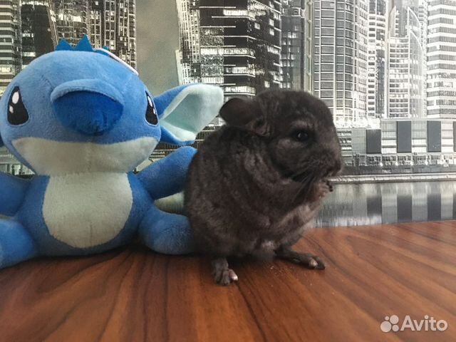 Шиншиленок девочка