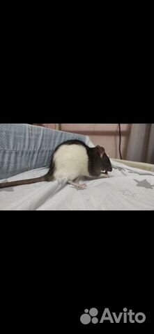 Декоративная крыса