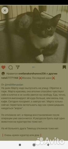 Котенок в дар