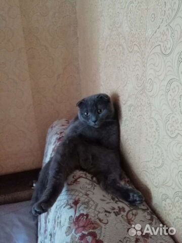 Кошка