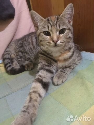 Котенок подросток 3-4 мес девочка