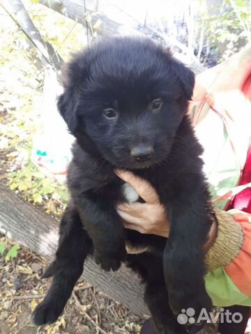 Щенки в добрые руки