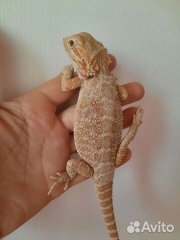 Бородатая агама