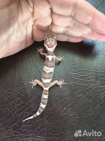 Малыш эублефар N35