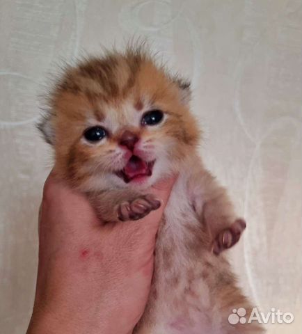 Золотой мальчик