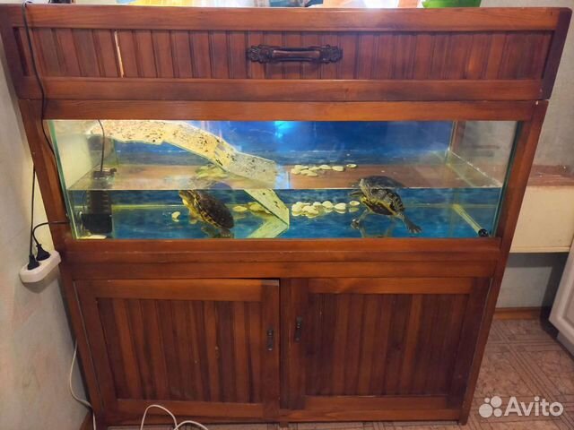 Краноухие черепашки