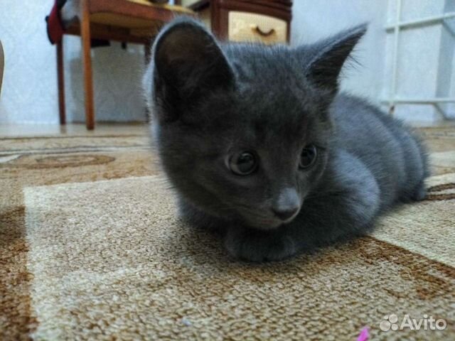 Котенок помесь британца и манчкина