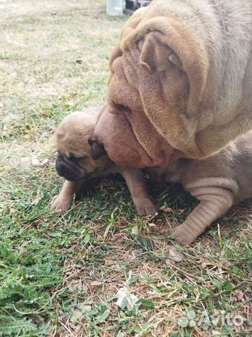 Щенок шарпея