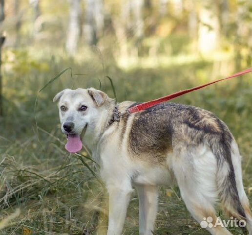 Лучший друг